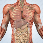 Regeneration of Major Organs That Shrink With Age