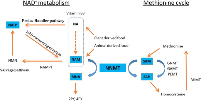 Nicotinamide-N-methyltransferase (NNMT) Versus Its Inhibitor, a new way to promote weight loss?
